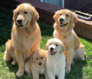 Top 10 dog breeds in Pakistan